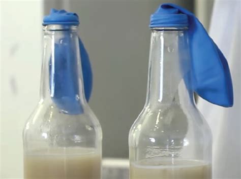 Lesson 7 Grow Your Own Yeasts And Use A Hemocytometer To “count Cell