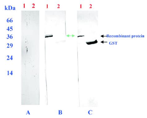 Western Blot Analysis Immunoreactivity Reaction Of Pgex 2t 30s Fusion
