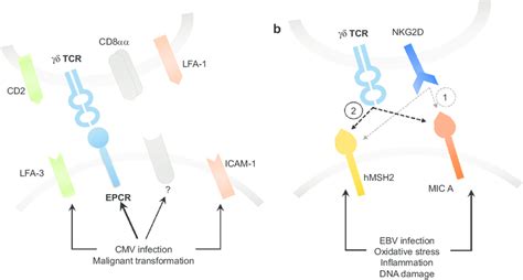 Recognition Of Cd Tcr Ligands Requires A Cell Stress Context A