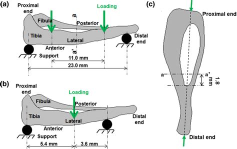 In Vivo Loading Devices For Tibial Bone A Four Point Bending Device B