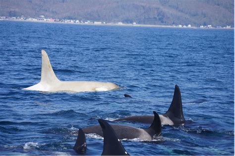 Ocean Mammal Team Wrc Kyoto Univ