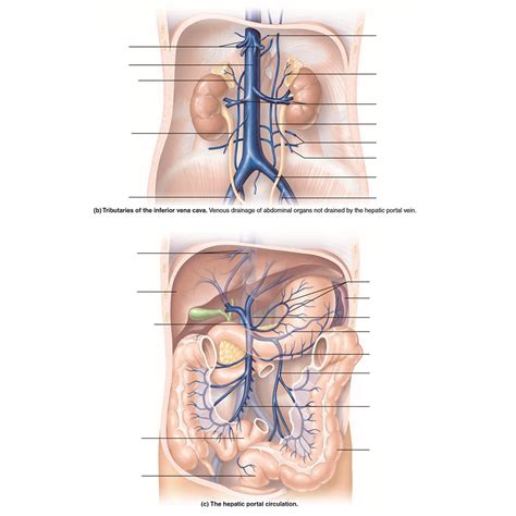 Lab Exam 3 Chapter 19 Blood Vessels Veins Abdomen Diagram Quizlet