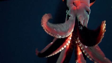 Дълбоко в океана Учени заснеха рядка светеща сепия ВИДЕО Любопитно Светът Новините на