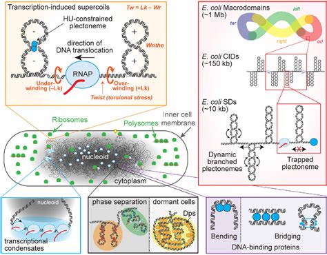 Figure 1 From Transcription Of Bacterial Chromatin Semantic Scholar
