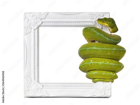 Adult Green Tree Python Aka Morelia Viridis Hanging On Side Of White