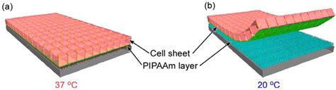 Temperature Responsive Polymer Modified Surface For Cell Sheet Engineering
