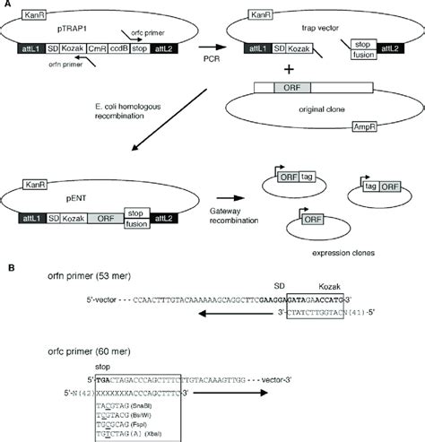 Schematic Representation Of The Orf Trap Cloning A Strategy For