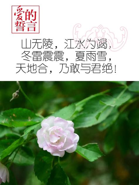 花意詩情看西方花語與中國詩詞碰撞出愛的火花 每日頭條