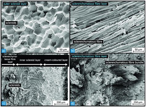 Sclereids And Fibers