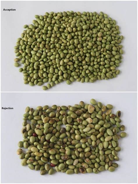 Soybean Color Sorting Machine