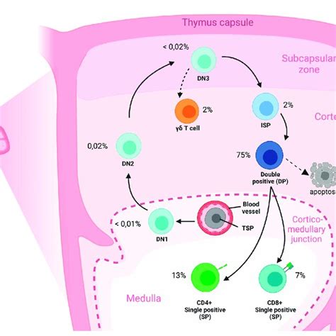 Overview Of T Cell Development In The Human Thymus Cross Section Of An Download Scientific