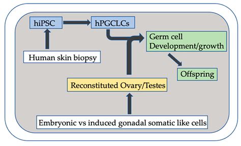 In Vitro Gametogenesis In Oncofertility A Review Of Its Potential Use And Present Day