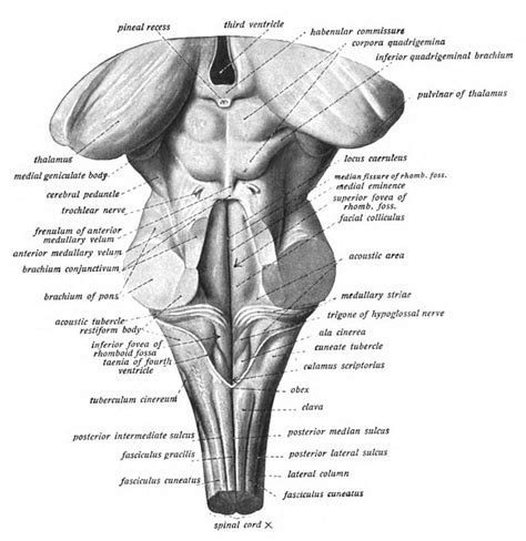 Posterior Median Sulcus