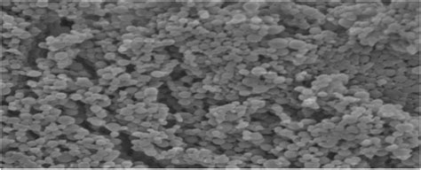 Showing The Image Of Sem For Bsa Loaded Plga Prepared By Double