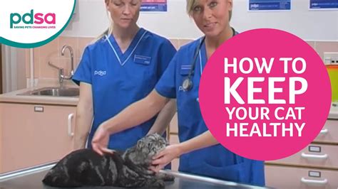Pdsa Vet Advice How To Keep Your Cat Healthy Cat World News