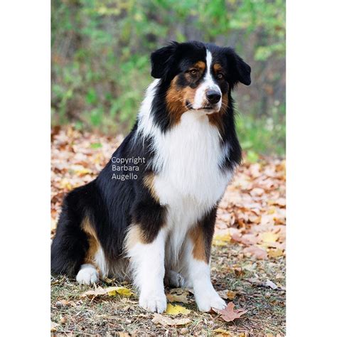 Australian Sheperd Tri