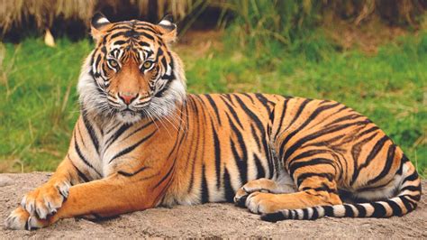 Día del Tigre preguntas y respuestas sobre el mal llamado felino más