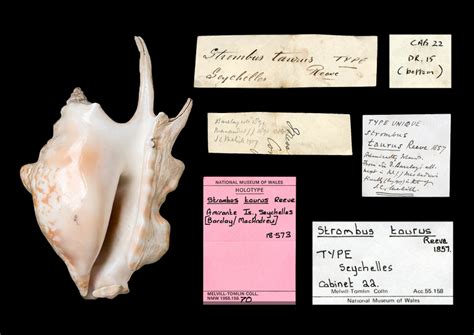 Gastropoda Stromboidea Species Sinustrombus Taurus