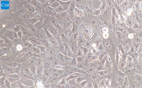 T98G 人胶质母细胞瘤 原代细胞 STR细胞 细胞培养基 赛百慷生物