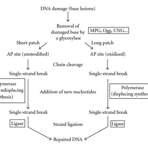 The Schematic Diagram Of Base Excision Repair Ber Pathway For Dna