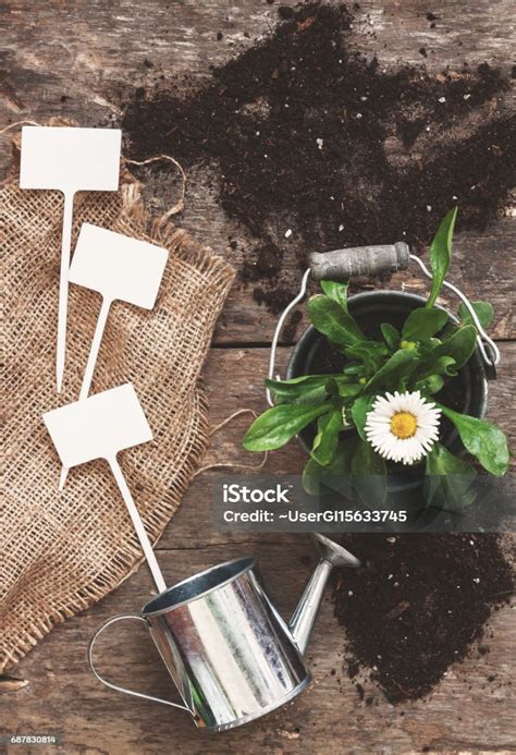 정원 도구 삽 레이크 급수 깡통 양동이 식물 흩어진된 흙과 나무 오래 된 갈색 테이블에 화분에 꽃 데이지에 대 한 정제 클로즈업 뜰을 만들기의 개념 갈색에 대한 스톡 사진