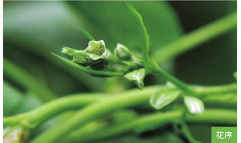 卷茎蓼 铁岭植物 图片