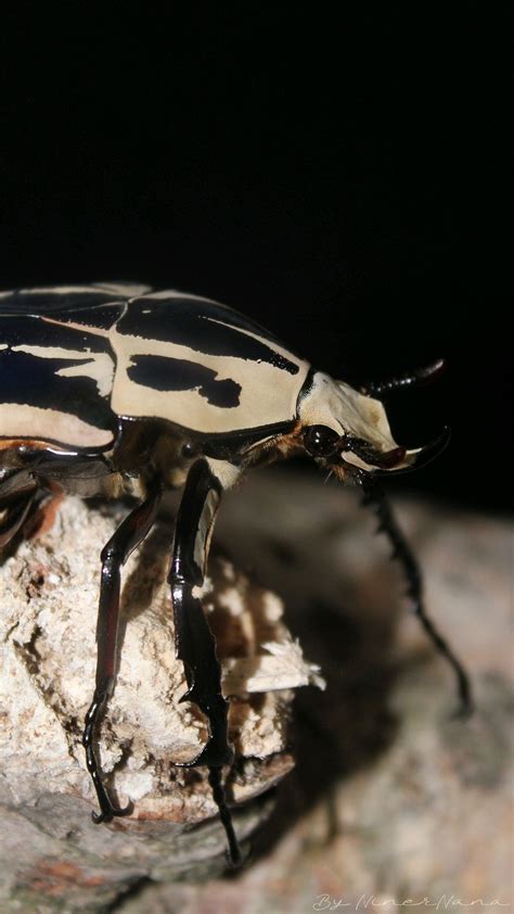 乌干达花金龟Mecynorhina torquata ugandensis写真成虫 哔哩哔哩