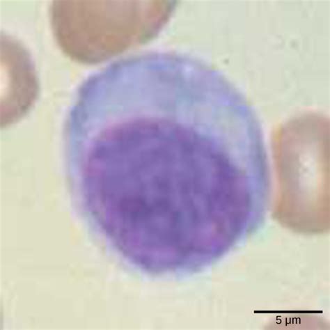 The Innate Immune Response Boundless Microbiology