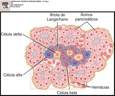 Imagem Pancreas 2 Wiki Aia 13 17 Fandom Powered By Wikia