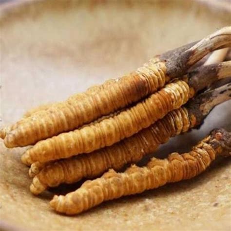 冬虫夏草怎么样子的？冬虫夏草是怎么长出来的？ 知乎