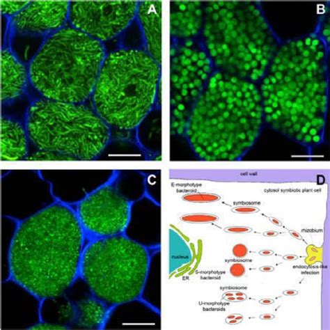 Pdf Bacteroid Differentiation In Aeschynomene Legumes