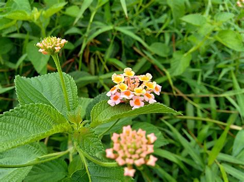 Umbelanterna Background Images Hd Pictures And Wallpaper For Free
