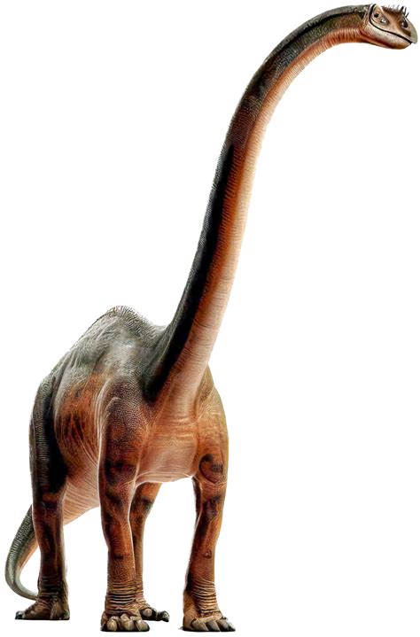 Brachiosaurus With 24589111 Png