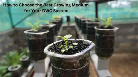 Dwc System How To Choose The Best Growing Medium South Elmonte