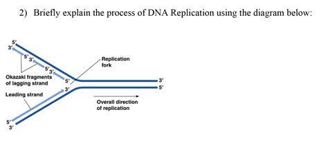 Solved 2 Briefly Explain The Process Of DNA Replication Chegg