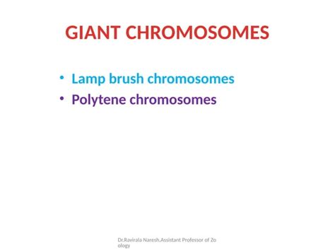 Structure And Types Of Giant Chromosomes Pptx
