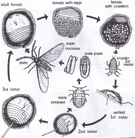 Jennys Insect Corner Scale Insects