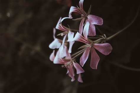 Fotos gratis rama fotografía pétalo primavera botánica rosado