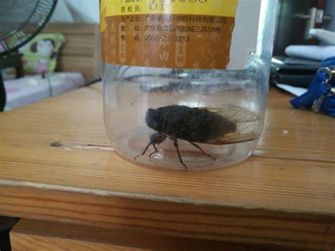 蝉吃什么 伤感说说吧