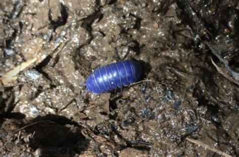 青いダンゴムシを発見する方法＋見つけ方！確率は超低確率⇒1000匹探すのが目途！