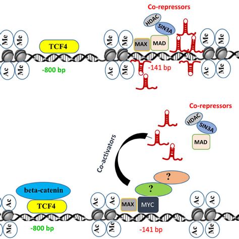 Chromatin Dynamics At The Sox8 Promoter Locus In Spermatogonial Cells Download Scientific
