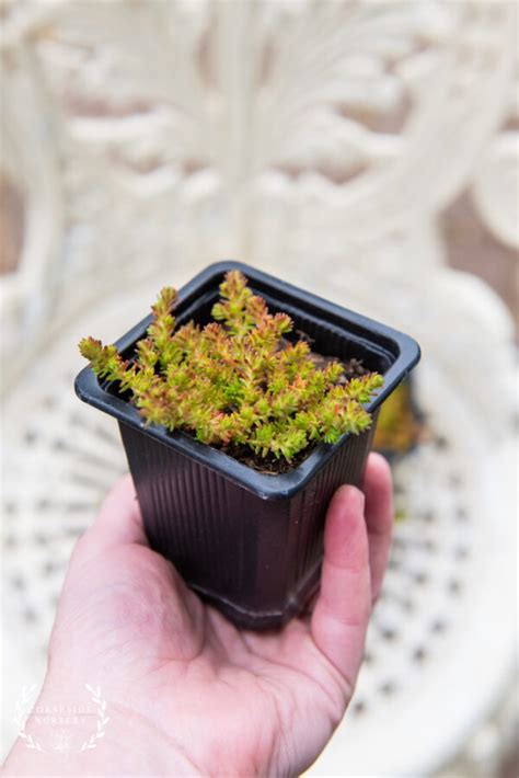 Sedum Sexangulare Uk Grown Rockery Succulent Corseside Nursery