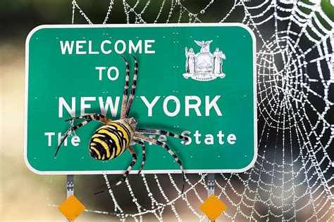 Giant Venomous Spiders Could Invade New York This Summer
