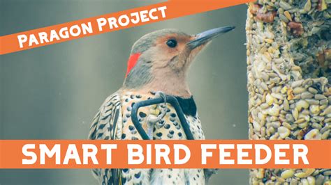 Paragon Project Feeding Birds With A Raspberry Pi PiCockpit