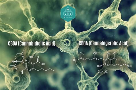 Cbda And Cbga Natural Wellness Benefits From Hemp Explained