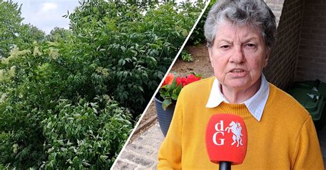 Dorry Is Klaar Met Begroeiing Bij Woning Ziet Er Niet Uit