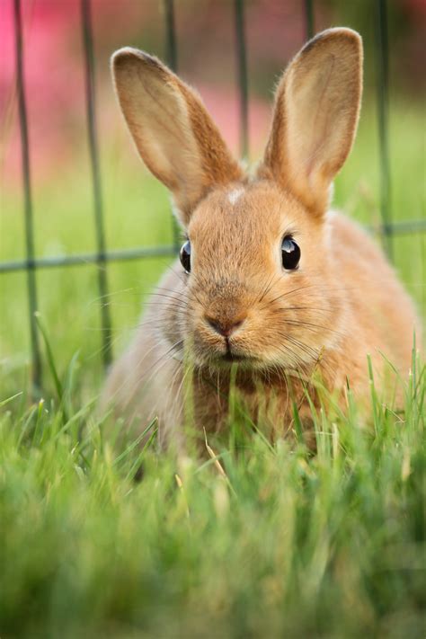 Fotos Gratis Césped Pradera Dulce Animal Fauna Silvestre Verde