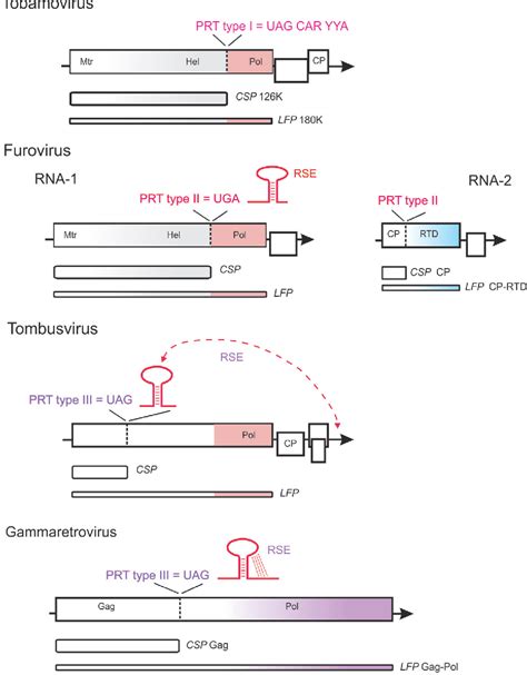Figure 1 From Where To Stop Occurrence And Evolution Of Translational