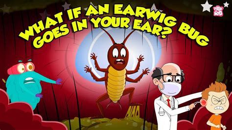 Earwigs Are They Dangerous What Happens If An Earwig Gets In Your Ear Dr Binocs Show