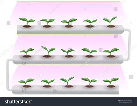 Organic Hydroponic System Plants Row Cultivation Stock Illustration